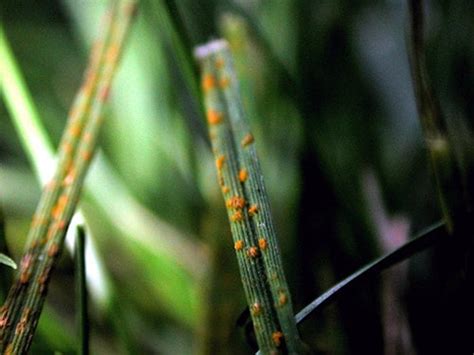 Lawn Rust What It Is And How To Fix It Goods Tree And Lawn Care