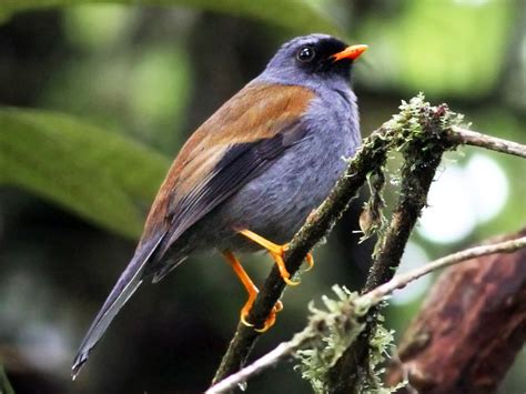 Varied Solitaire Myadestes Coloratus Birds Of The World