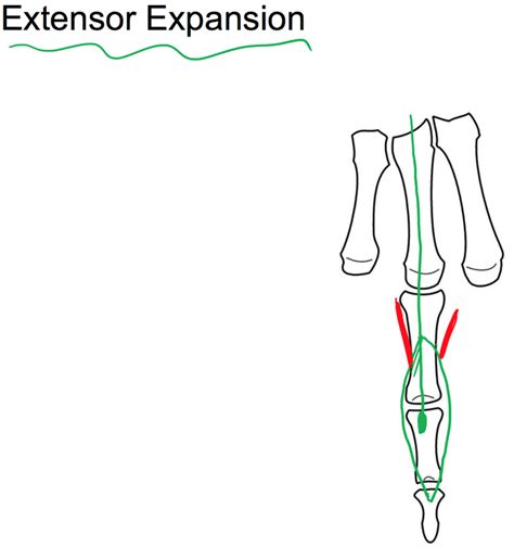 Extensor Expansion Diagram Diagram Quizlet