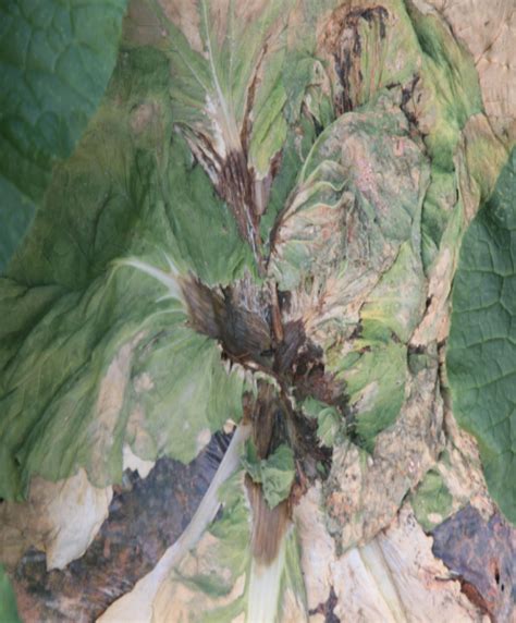 배추 무름병 원인 및 대책 방법 알아보기