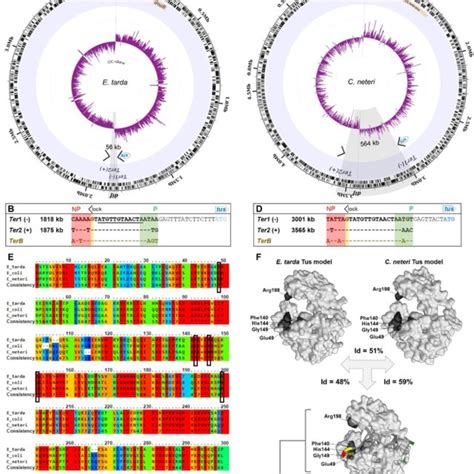 Chromosomal Distribution And Sequences Of Ter Sites In E Coli A