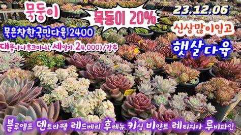 햇살다육 1 착한국민이부터묵둥이 20할인특가아르제온슬로우덴트라쨈랄라레티지아키싱나나후크레드베리크림베리황금