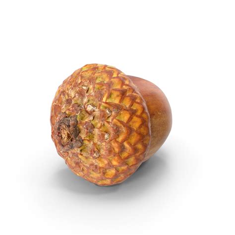 Roblox Acorn Sex Rlue34 Png Images And Psds For Download Pixelsquid