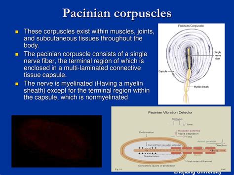 Advanced Sensor Technology Ppt Video Online Download