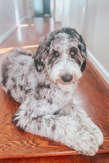Sheepadoodle Colors Merle Golden Black Grey Red Etc Puptraveller