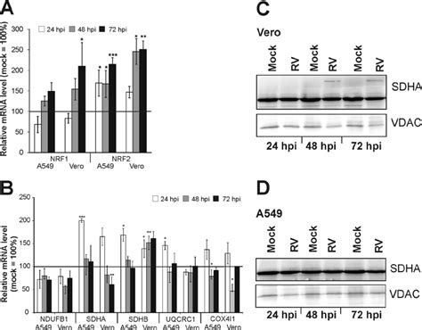 Mrna Expression Analysis Of Mitochondrial Biomarkers A And B And