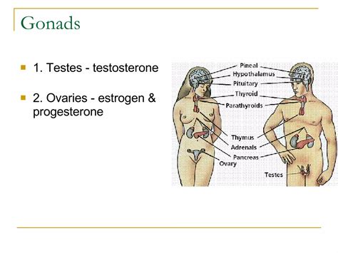 Notes Endocrine System Ppt