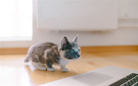 Boosted Embeddings With Catboost