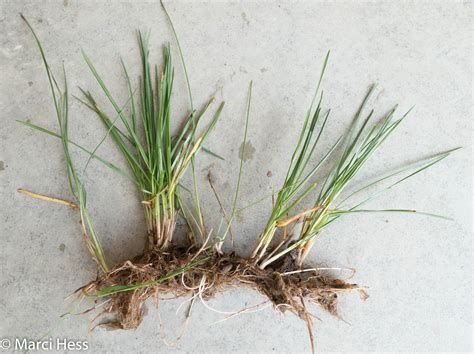 Grass Spreading By Tillering At Kasey Bailey Blog