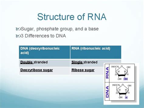 Rna Another Nucleic Acid Dna Rna Ribonucleic Acid
