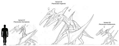 Jurassic Parkjurassic World Pteranodon Variants By Toonholt On Deviantart