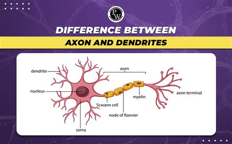 Dendrites And Axons