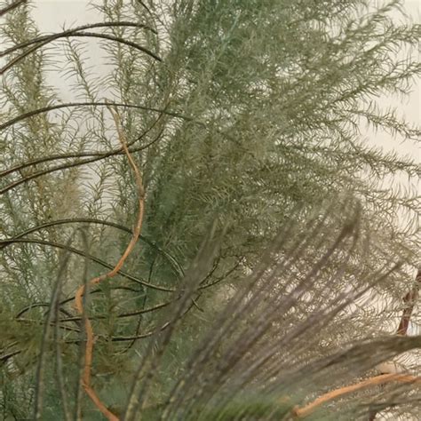 Coopérative Funéraire De Rennes André Agius