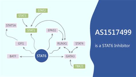 As1517499 A Stat6 Inhibitor Has Potential To Treat Asthma Immune