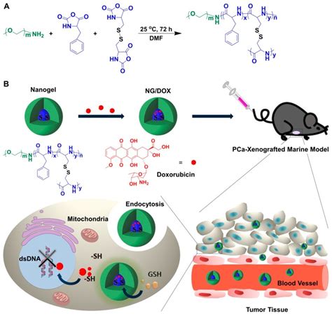 L Cystine Crosslinked Polypeptide Nanogel As A Reduction Responsive Excipient For Prostate