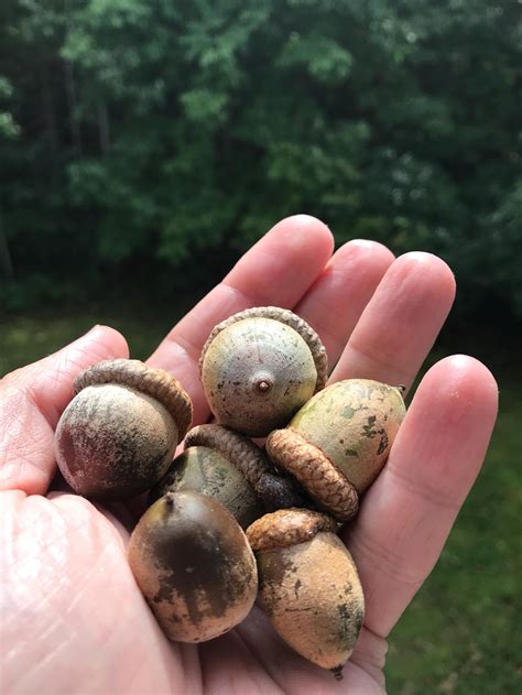 Northern Red Oak Acorns 10 Lbs Freshly Hand Picked Wildlife Food Etsy