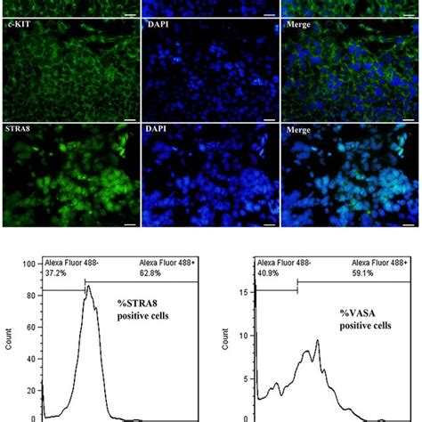 If Of Pgc Markers In Pgc Like Cell Derived Hipscs And Analysis Of Flow