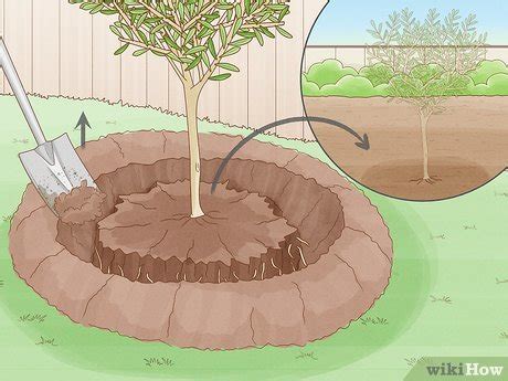 Ways To Prune Roots WikiHow