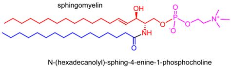 Sphingophospholipid Structure