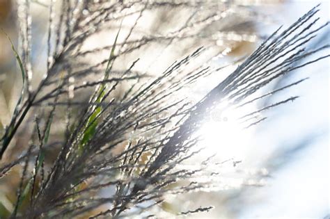 Naturally Beautiful Background With Effectively Blurred Grasses Stock