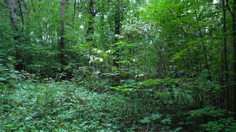 Dense Deciduous Forest On A Summer Day Stock Video Video Of Outdoor