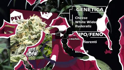 Guarda Il Video Esclusivo Semi White Widow Pev Scopri Il Segreto