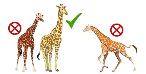 Theory Of Evolution Charles Darwin And Natural Selection Earth How