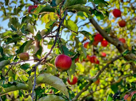 How Tall Do Apple Trees Grow Does It Vary With Different Varieties