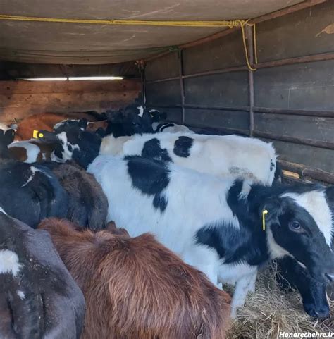 24 عکس از گاو و گاومیش لحظاتی زیبا از دنیای طبیعی