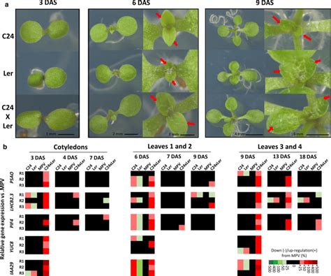 The Relative Gene Expression Of Psao Lhcb23 Pif4 Yuc8 And Iaa29 In