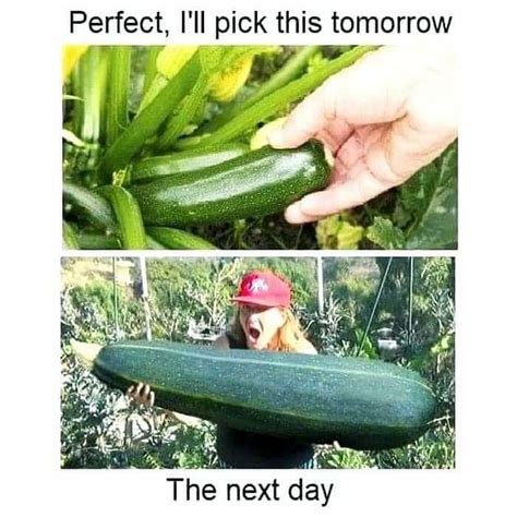 Grace 😆 Most Relatable Meme On The Internet Giant Zucchini For Everyone What Do You Do With
