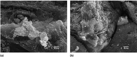 sem micrographs of paste containing nano sio2 particles 10 000× and b download scientific