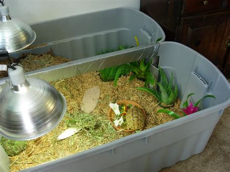 Russian Tortoise Indoor Habitat A Habitat For Horsfields