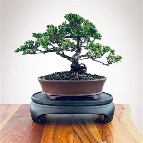 Minigardens Bonsai Nz Japanese Juniper 8 Years Collection