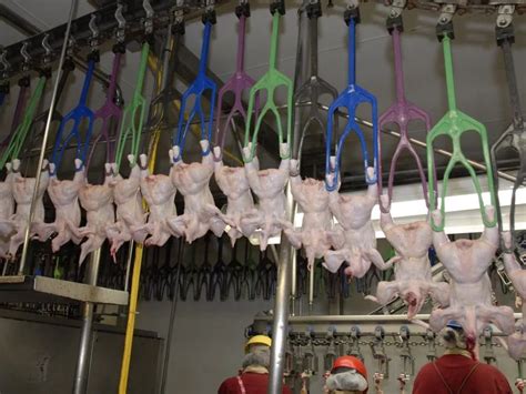 Usda Proposes Rules To Allow Faster Pork Poultry Processing Line