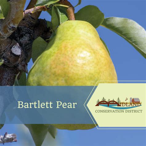 Pear Bartlett