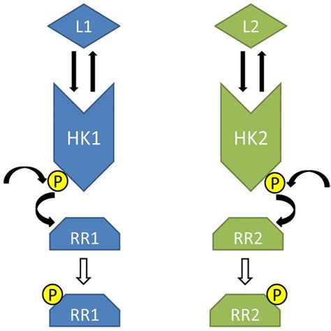 Bacterial Two Component System Schematic Model Note That Unlike The Download Scientific