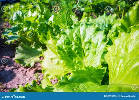 Stem And Leaves Of Lettuce Close Up In The Farm Green Fresh Natural
