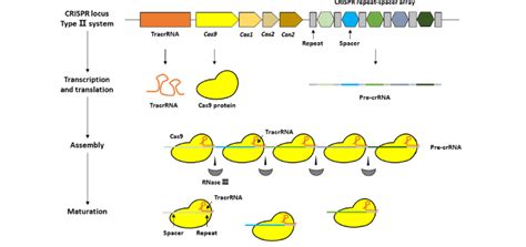 Biosynthesis Of Crisprcas9 Crispr Locus Mainly Includes The Dna