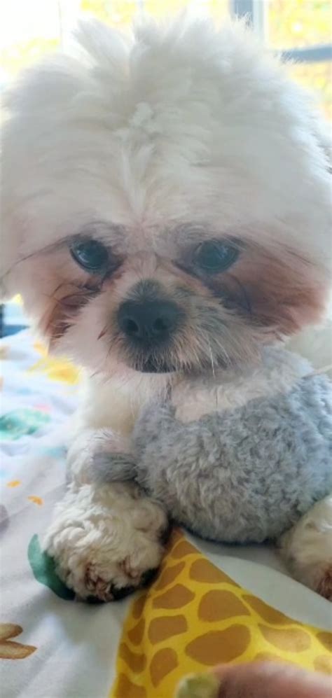 Mine! : r/Shihtzu
