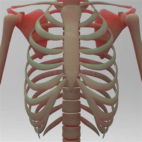 Human Skeleton Ribs Stock Illustration Illustration Of Sternum 62898811