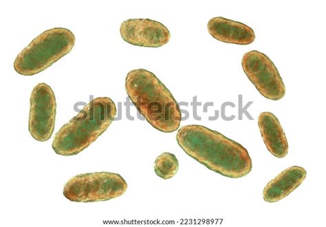 Bacteria Aggregatibacter 3d Illustration Aggregatibacter Aphrophilus