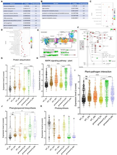 Frontiers Comparative Transcriptome Profiling Reveals The Importance