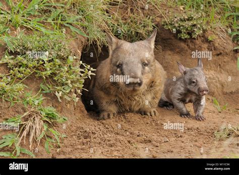 Wombat Burrow Tunnels