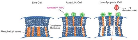 Apoptosis Detection Life Biolab
