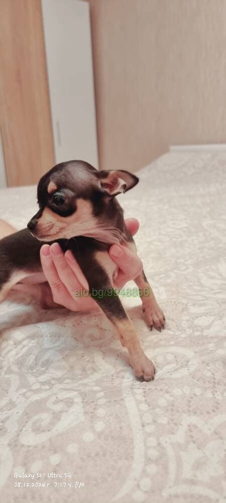 Чиху пинчер Чихуахуа 2 месеца Женско Нечистокръвно Кучета продава Ямбол Поставени дв