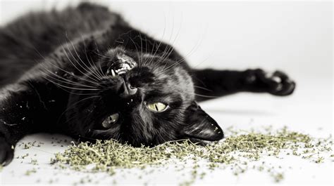 Feles Experiri Catnip Ad Primum Animalia Circa Globum