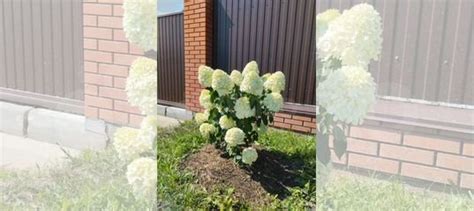 Гортензия метельчатая купить в Туле | Товары для дома и дачи | Авито