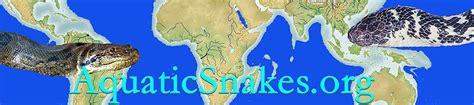 Aquaticsnakeheaderxxxx Aquatic Snakes