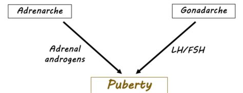 Puberty Flashcards Quizlet